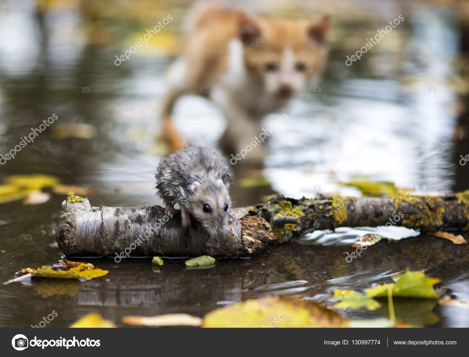 Dog Chasing Cat Chasing Mouse