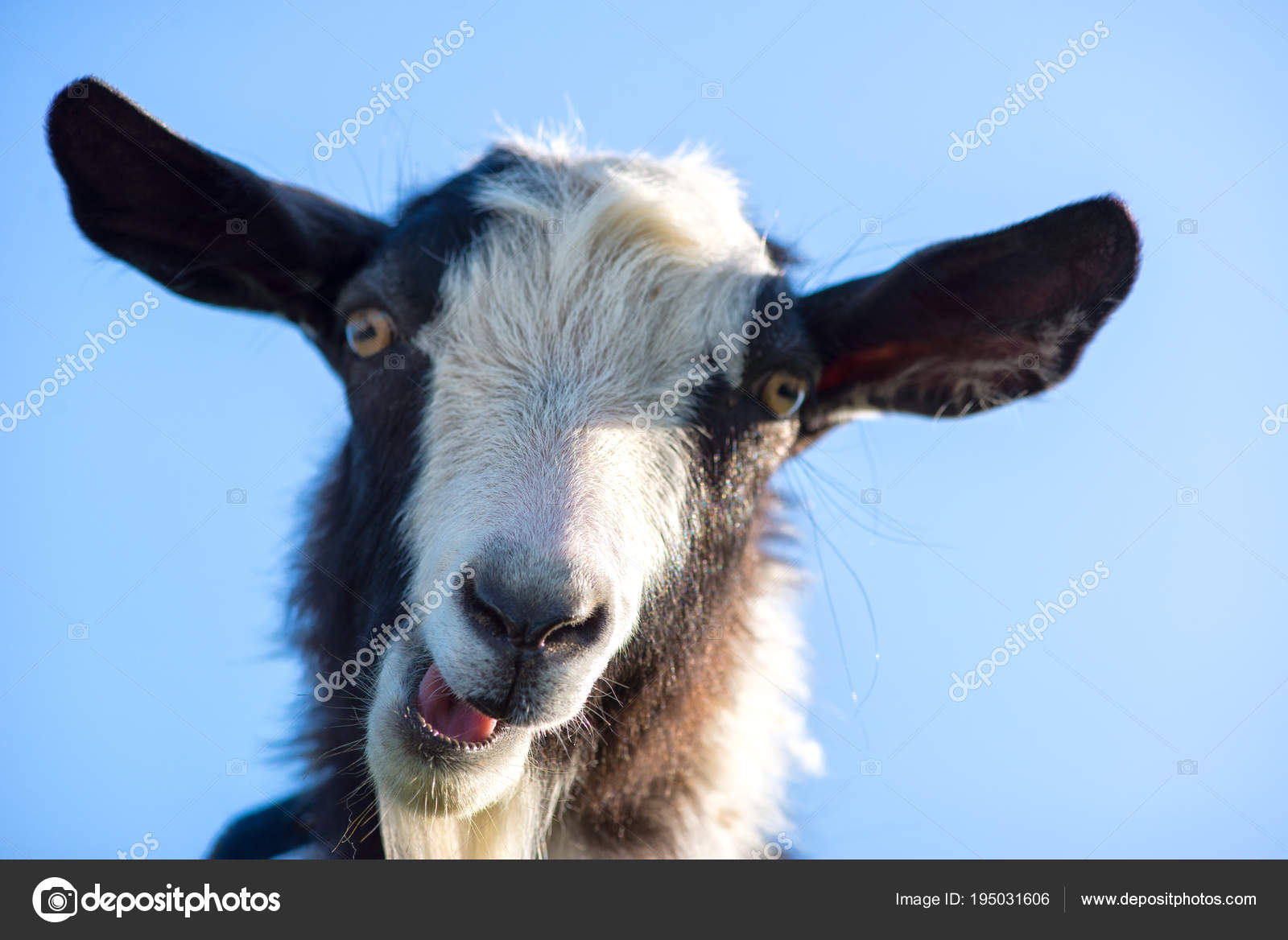 Funny Goat Face