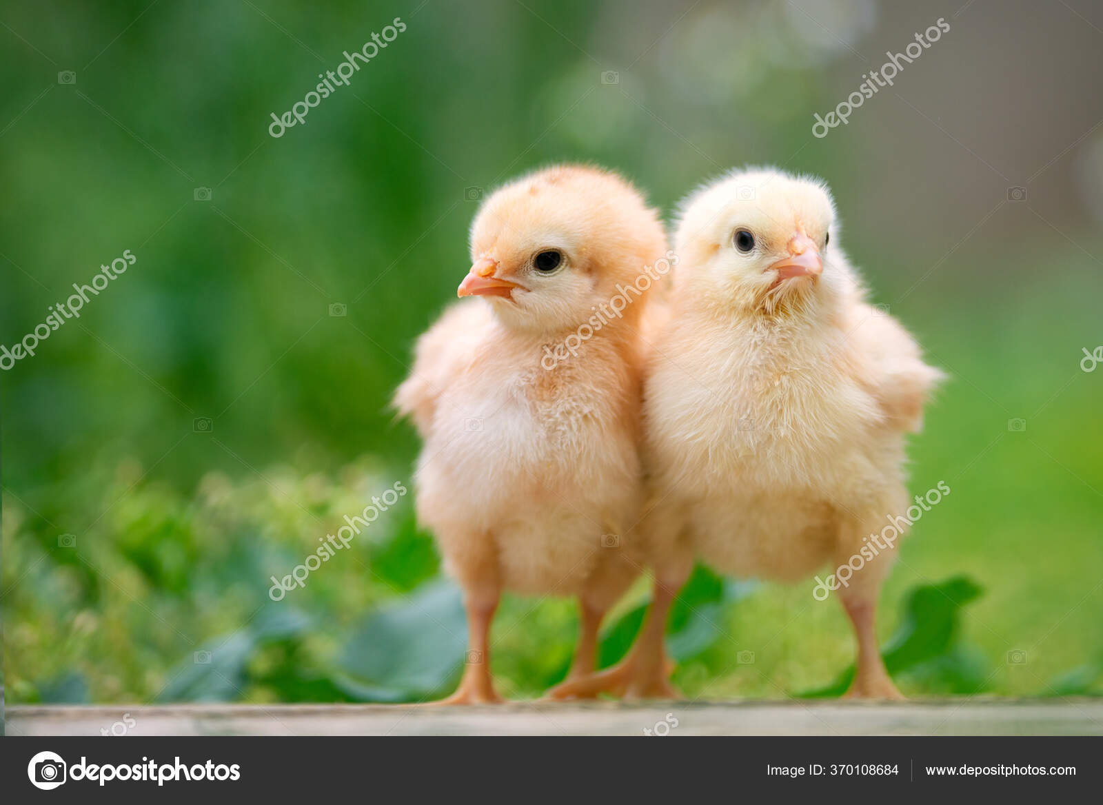 Two Baby Chicks