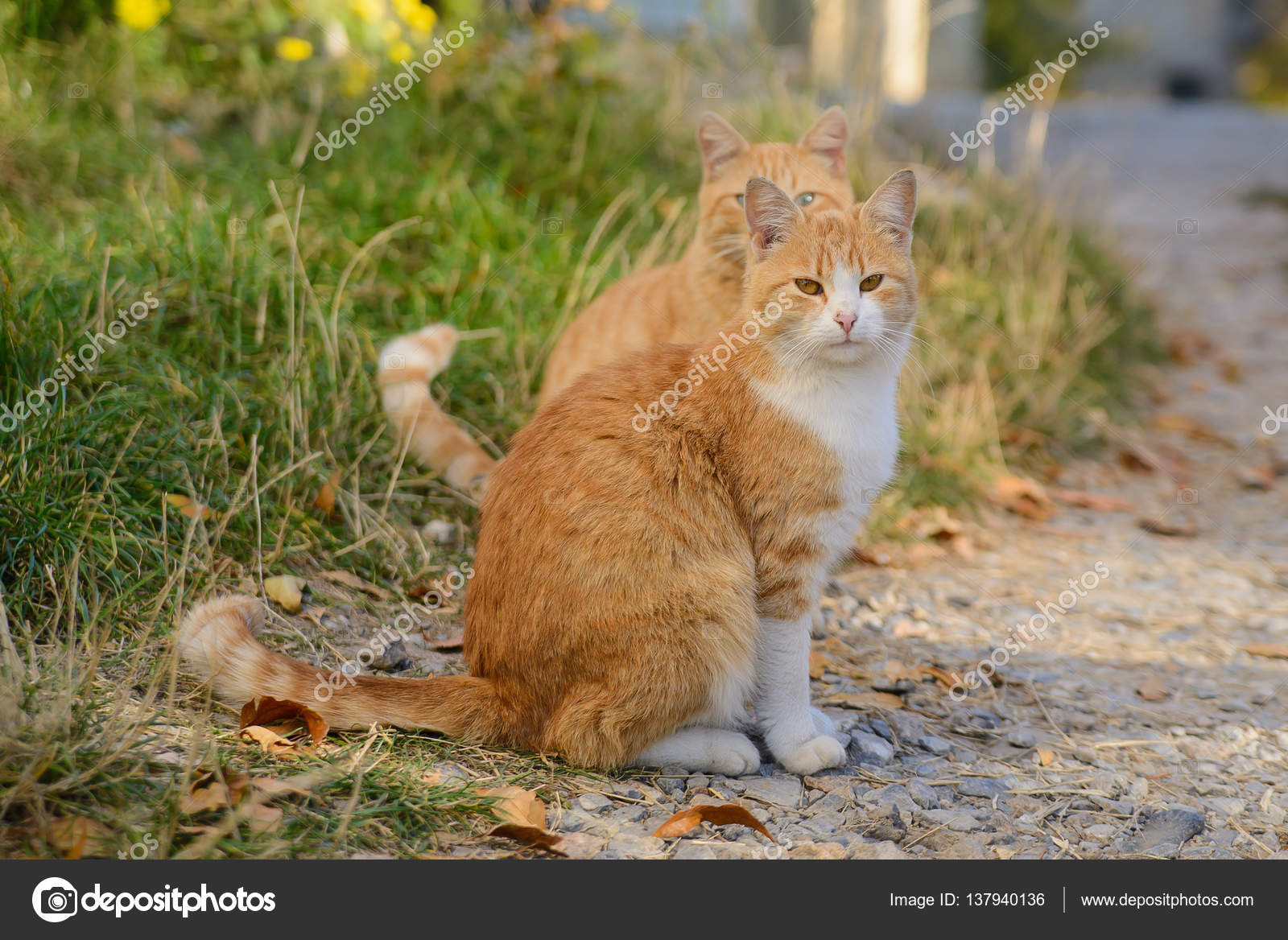 Beautiful Ginger Cat — Stock Photo © Pamliveria #137940136