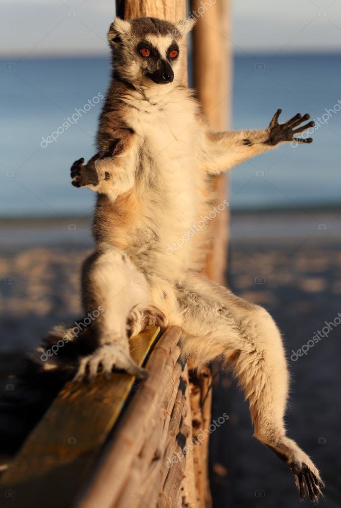 Ring Tailed Lemur Sunbathing