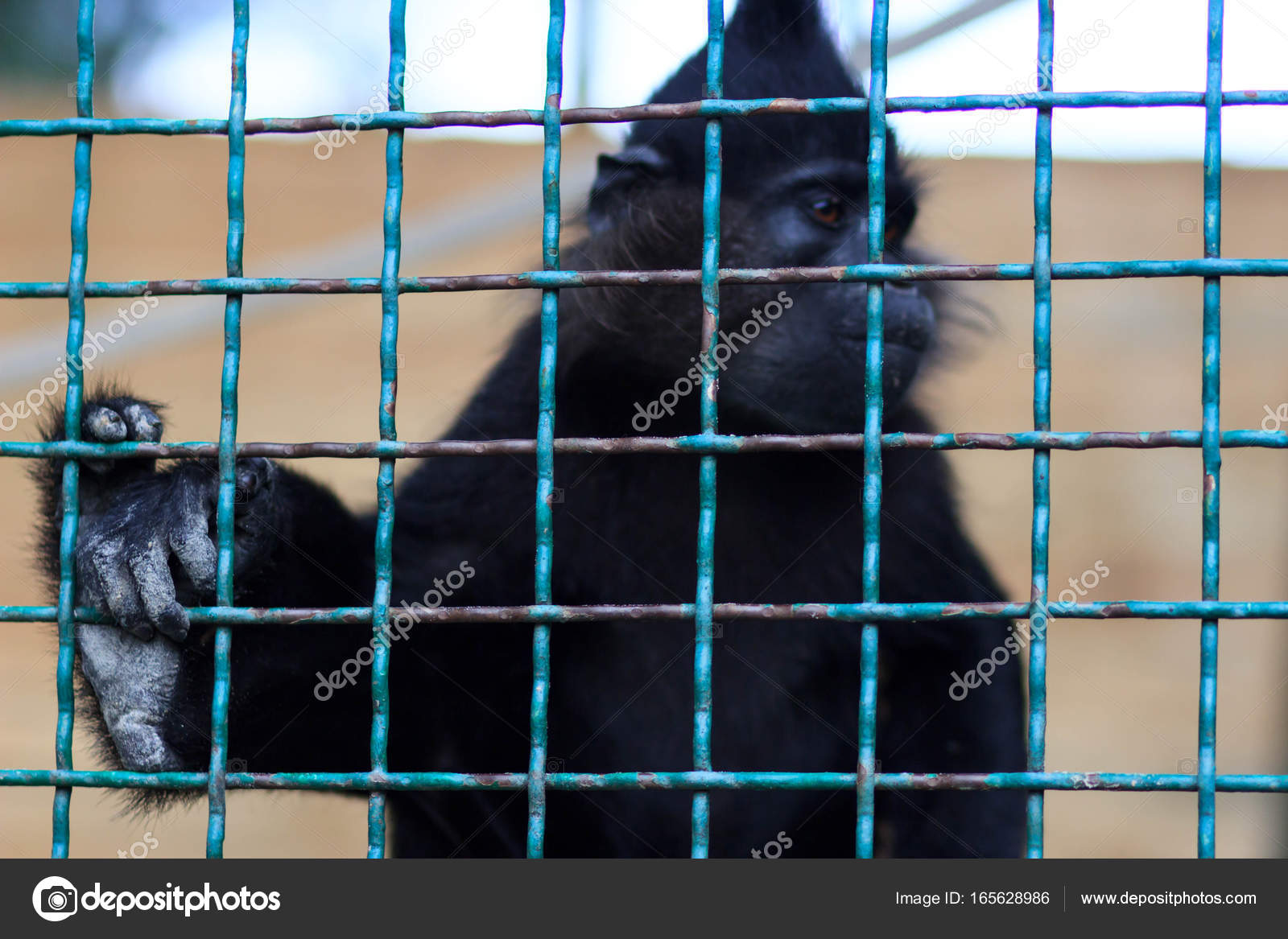 Chimpanzee in the cage . Stock Photo by ©scherbinator 165628986