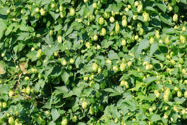 Ivy. Seamless Texture. — Stock Photo © tashatuvango #22588573