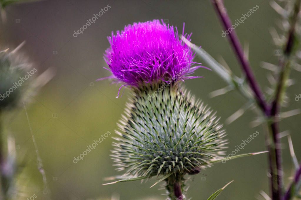 Brotes de cardo y flores en un campo de verano. Flores de cardo es el ...