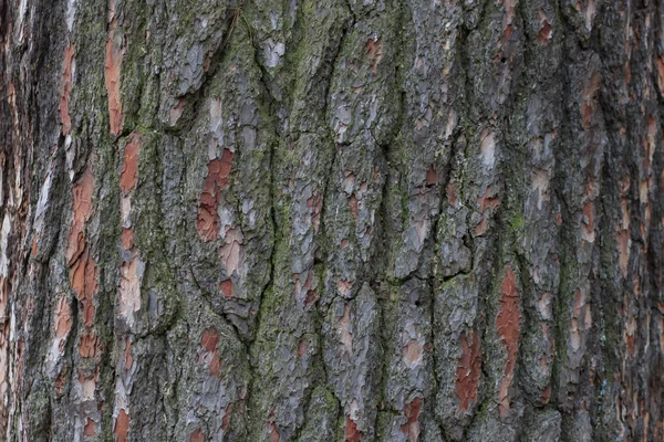 Tree label Stock Photos, Royalty Free Tree label Images | Depositphotos