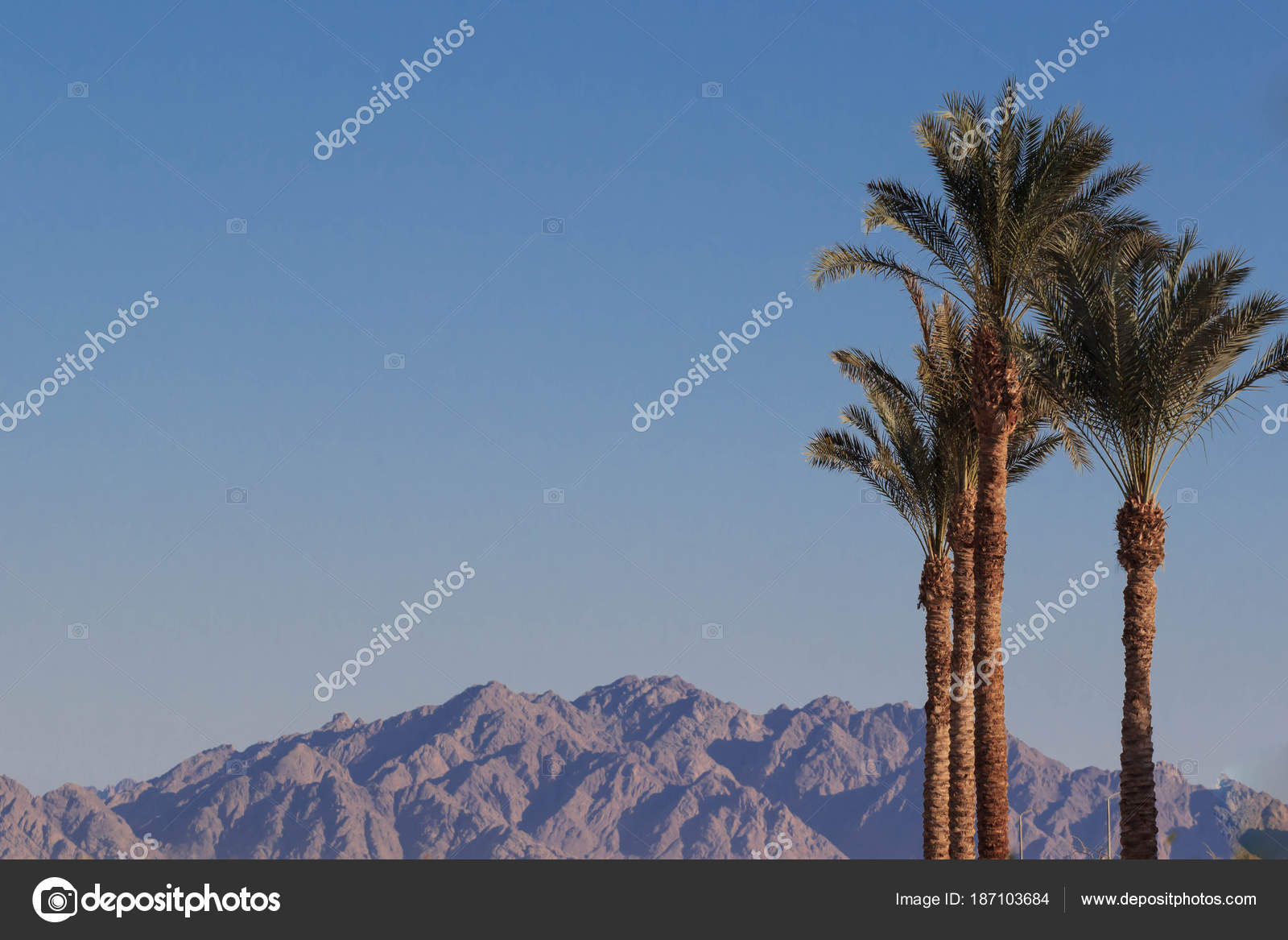 Beautiful Landscape Palm Trees — Stock Photo © scherbinator #187103684