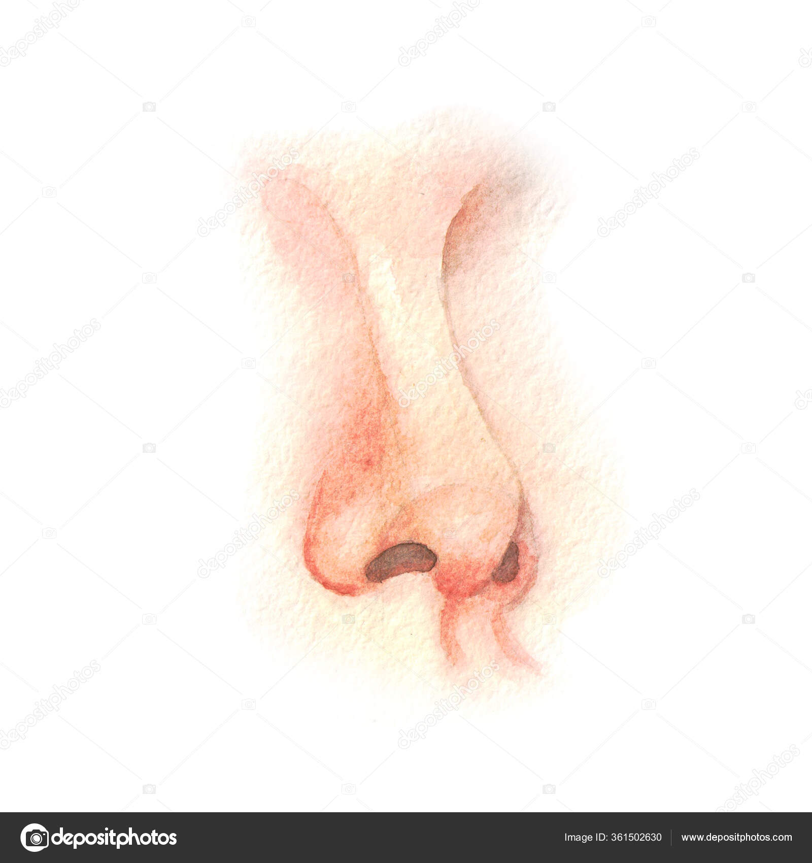 Human Nose Three Quarter Perspective Watercolor Illustration Stock ...