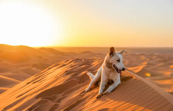 Dog in desert Stock Photos, Royalty Free Dog in desert Images ...