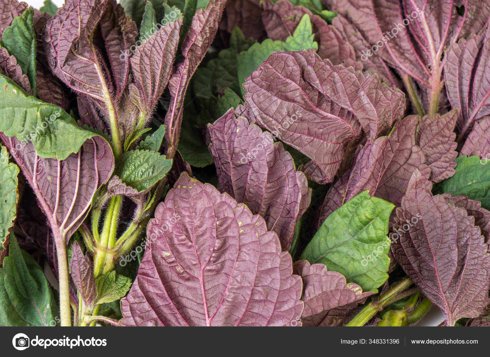 Red Green Organic Amaranth Leaves Close Stock Photo by ©Esbenklinker ...