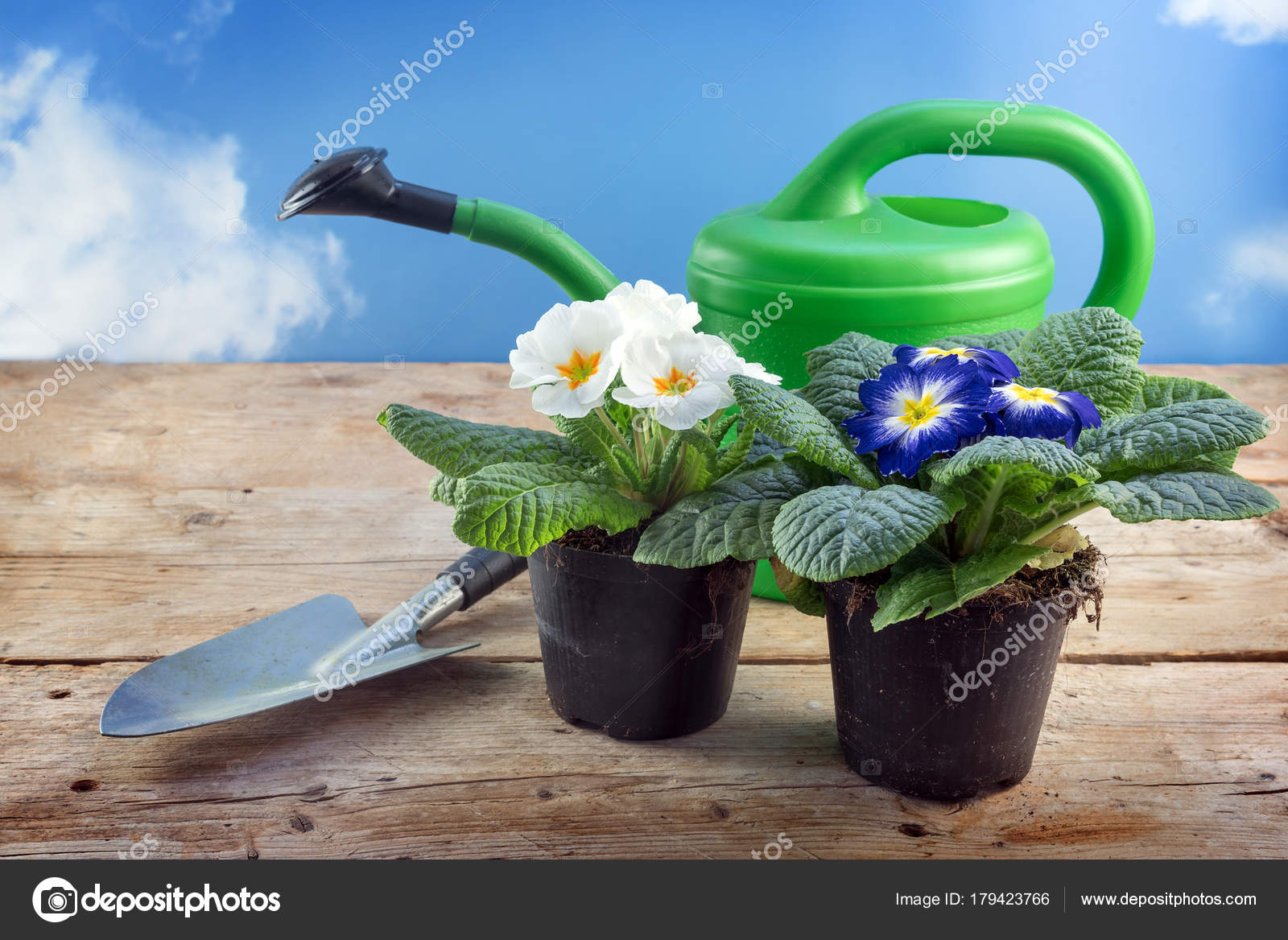 Two potted primrose plants (Primula vulgaris hybrid) watering can and ...