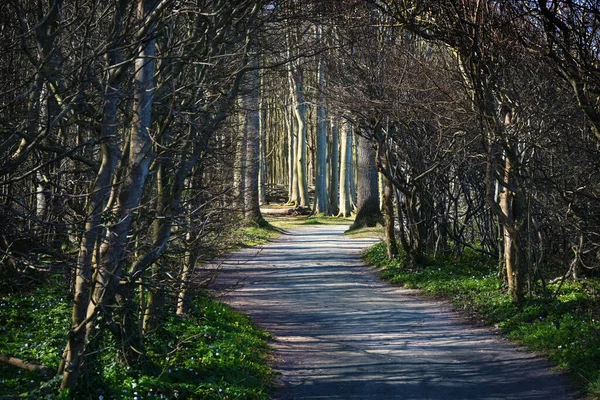 Forest entrance Images - Search Images on Everypixel