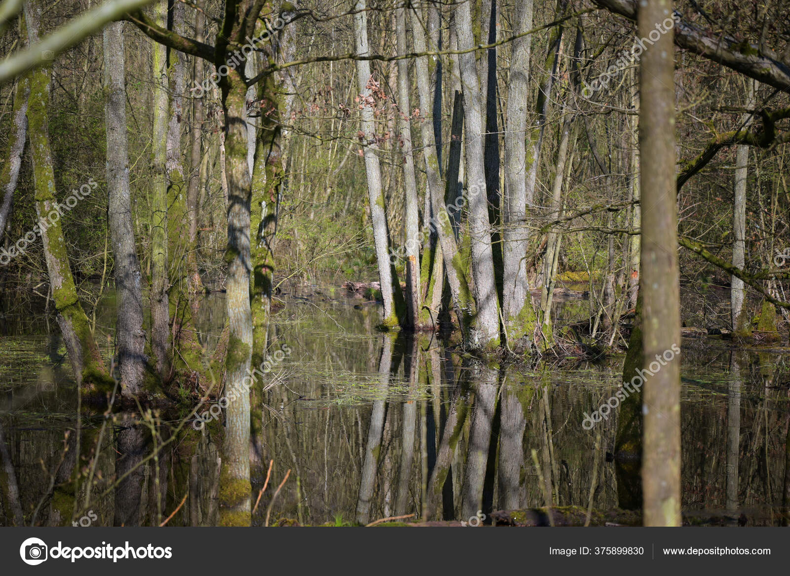 Flooding Forest Too Much Rain Trees Standing Water Selected Focus Stock ...