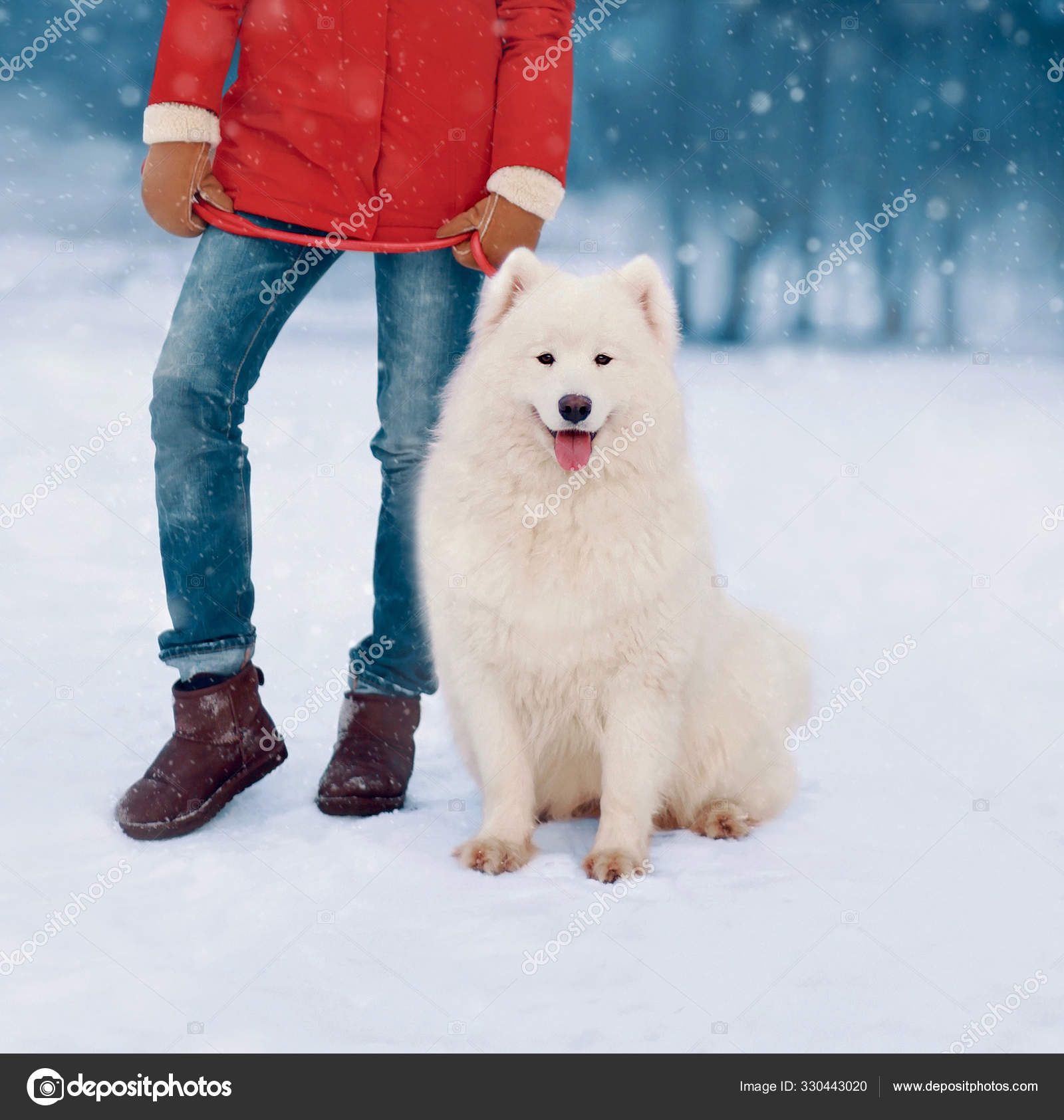 Owner holding young white Samoyed dog on leash outdoors in winte ...