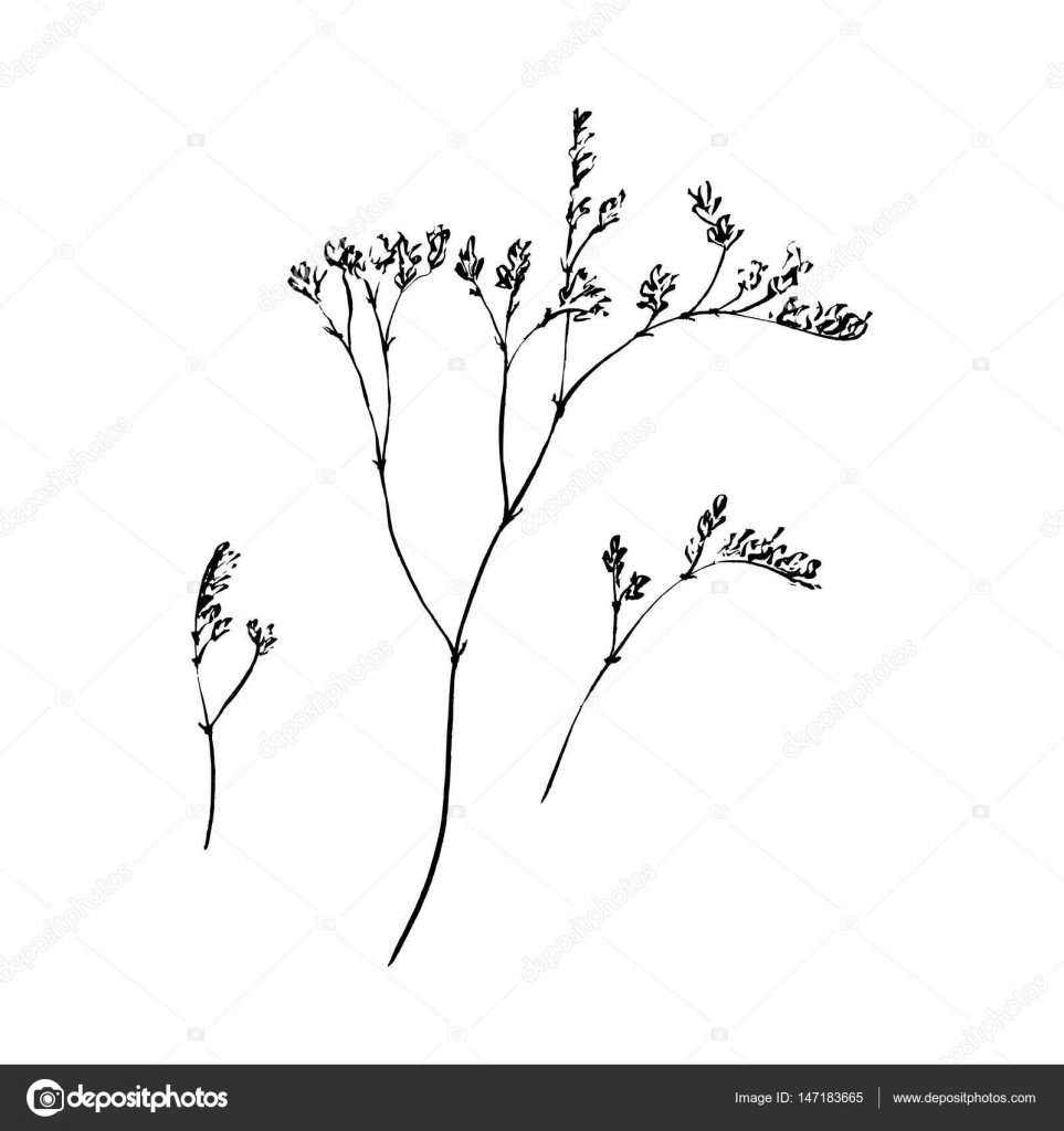 Flower ink sketch. Isolated on white background Stock Vector by ...