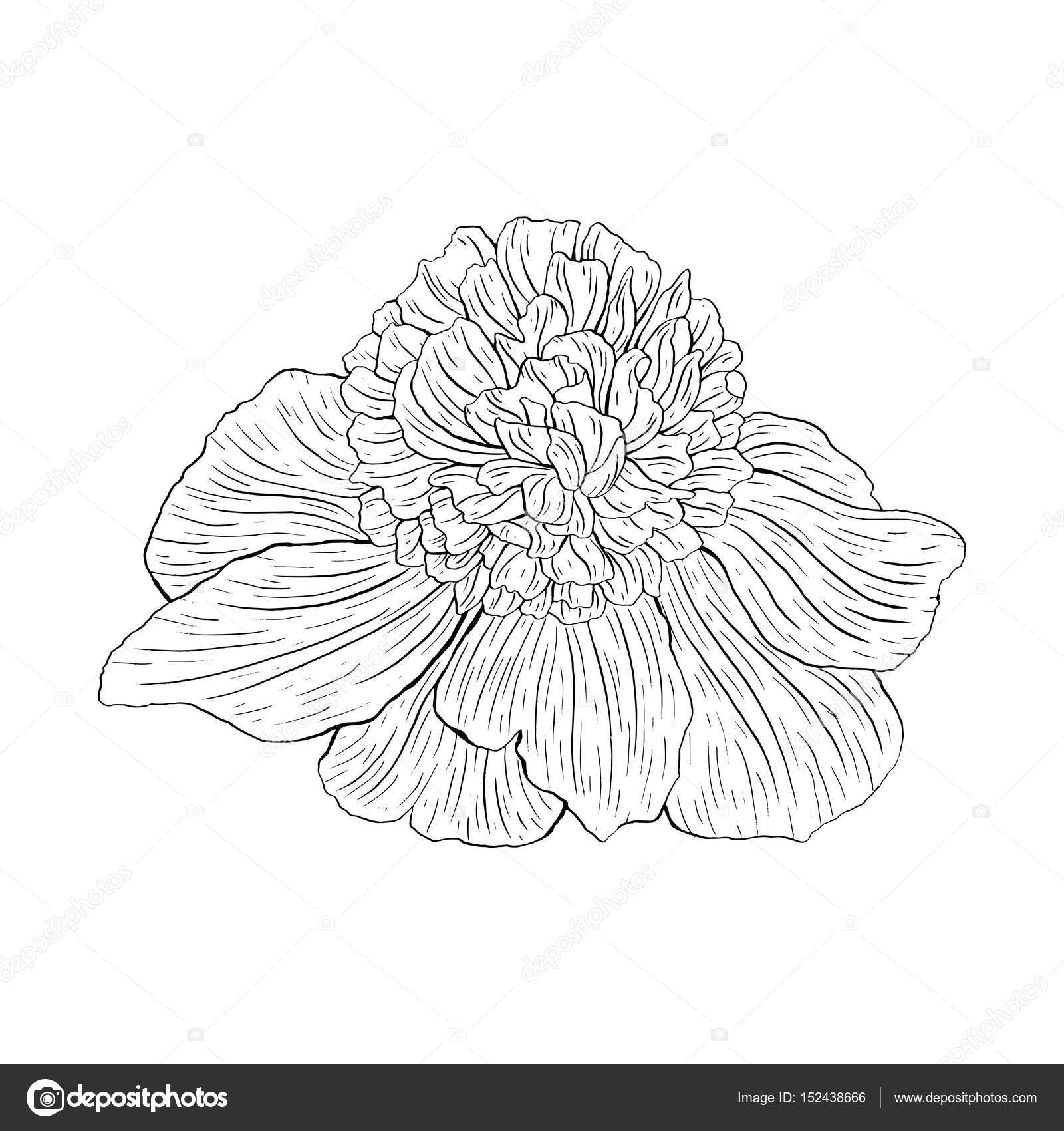 Flower ink sketch. Isolated on white background Stock Vector by ...
