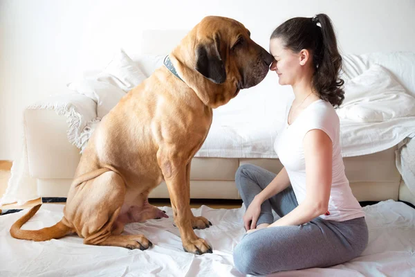 Great dane dog notting a woman images libres de droit, photos de Great ...