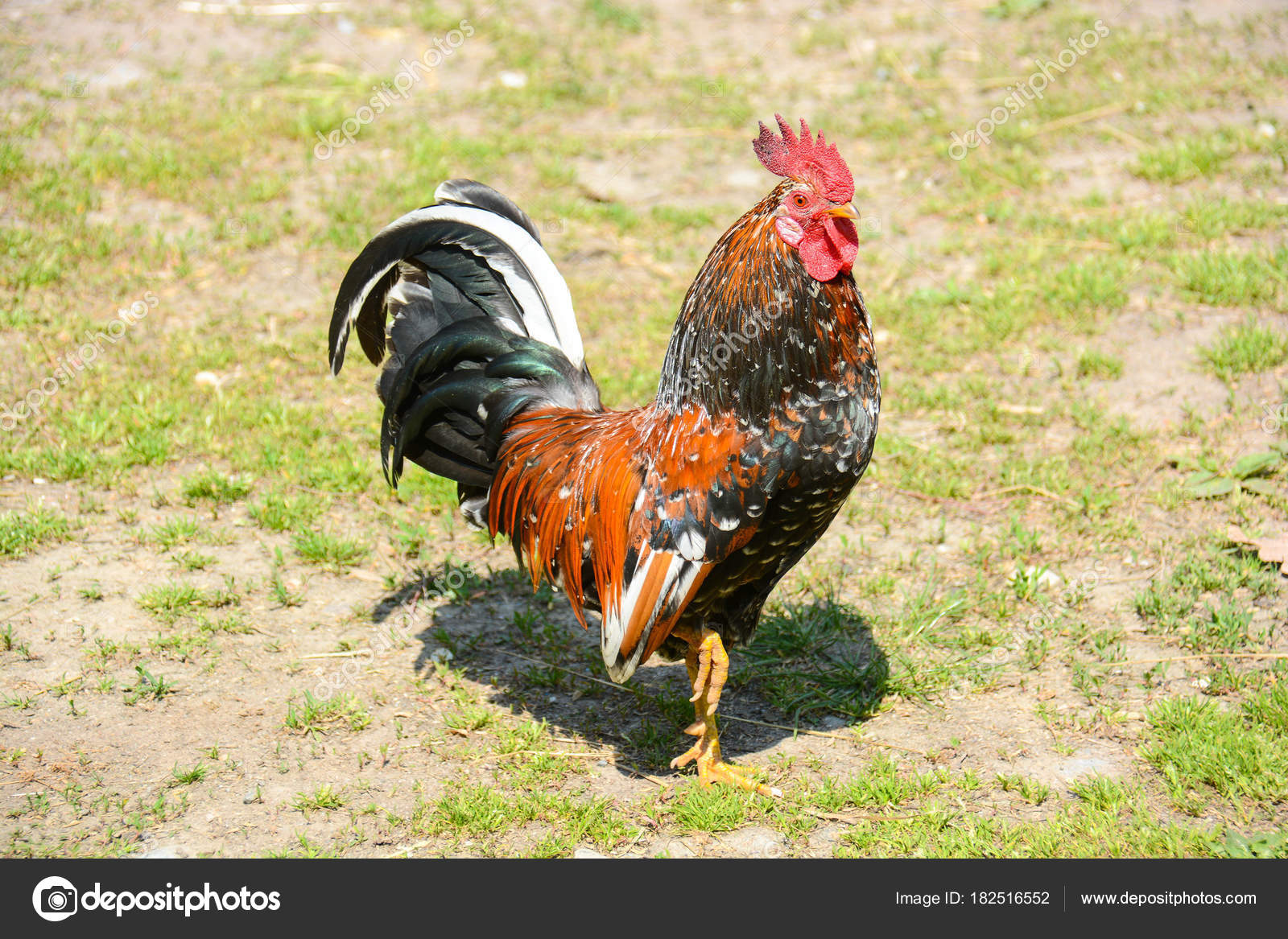Rooster in the farmyard — Stock Photo © iacobino #182516552
