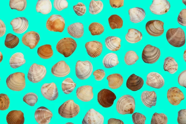 Clam shell background Stock Photos, Royalty Free Clam shell background ...