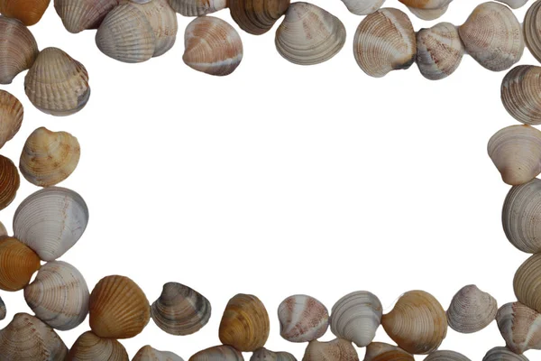 Clam shell background Stock Photos, Royalty Free Clam shell background ...