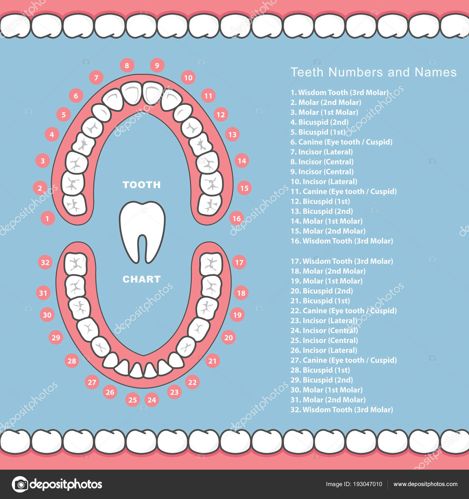Gráfico de dentes com nomes - infográficos dentários, dentes na ...
