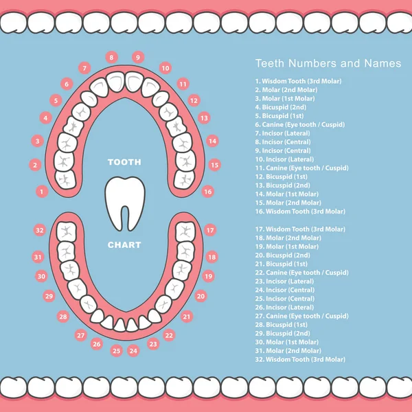 Bicuspid Vector Art Stock Images | Depositphotos