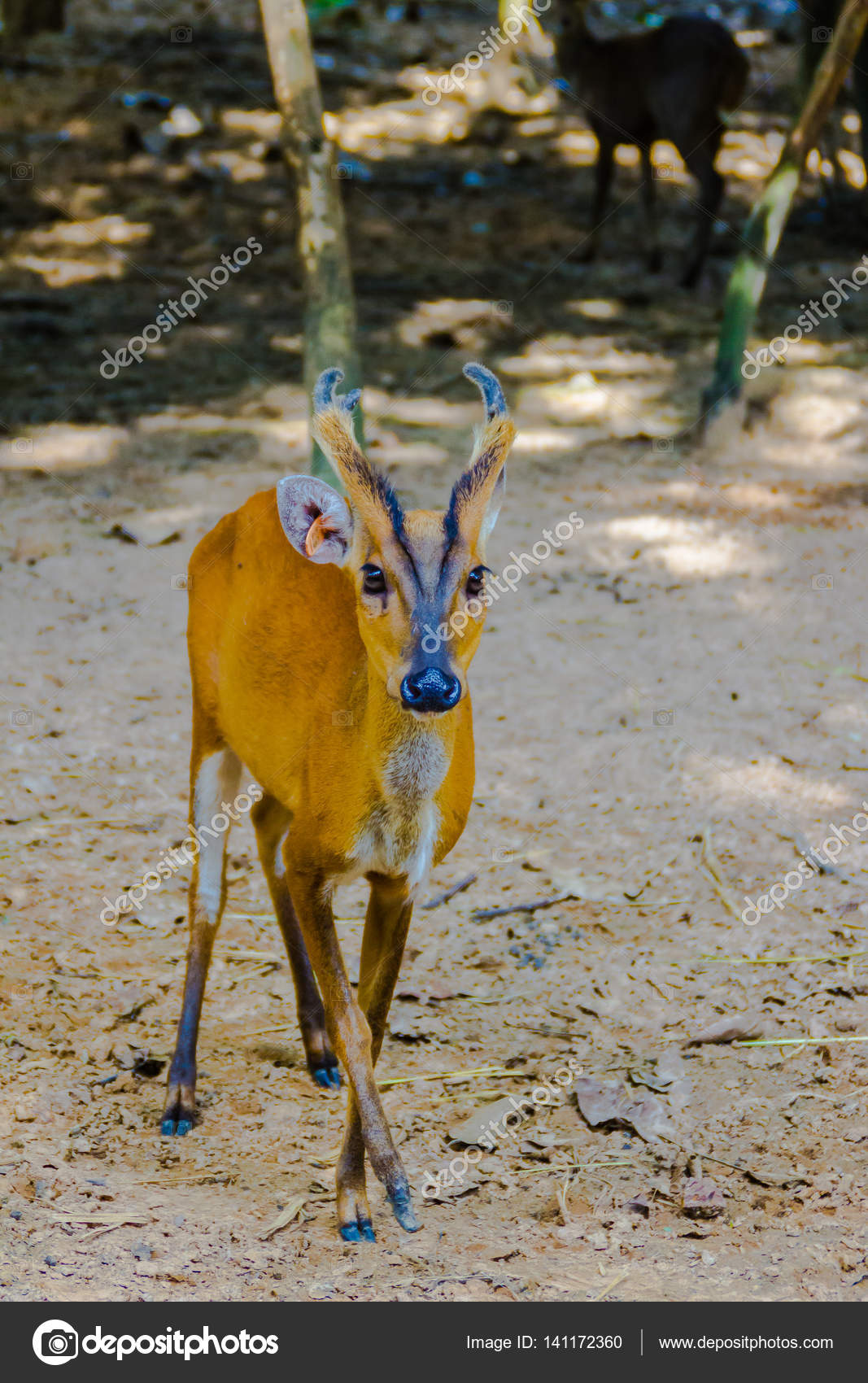Indian Muntjac Muntiacus Muntjak Also Called Red Muntjac Barking Deer ...