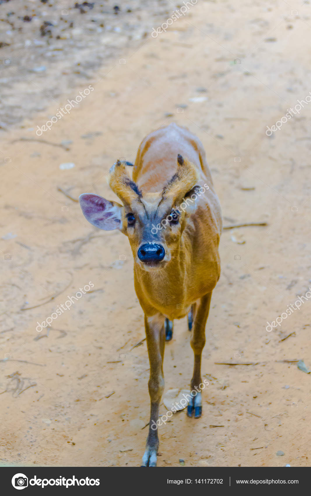 Indian Muntjac Muntiacus Muntjak Also Called Red Muntjac Barking Deer ...