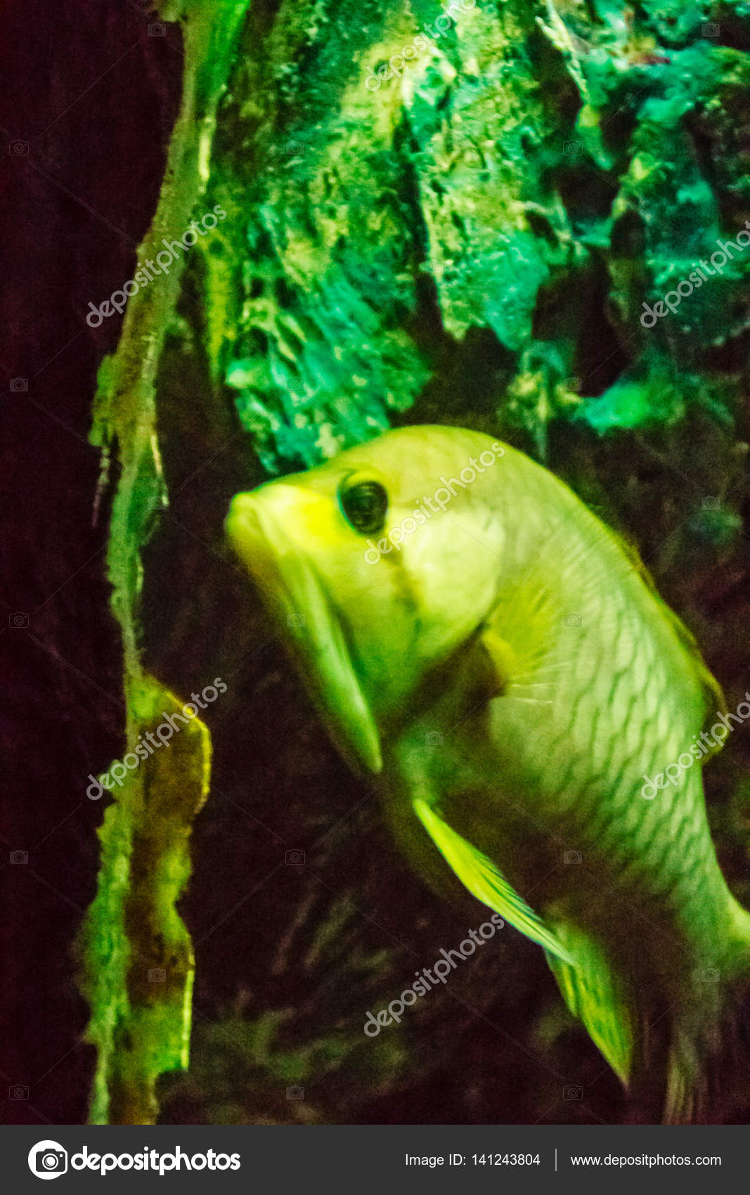 Cute Fish Reef Deep Blue Sea Underwater World Life Wonderful Stock ...