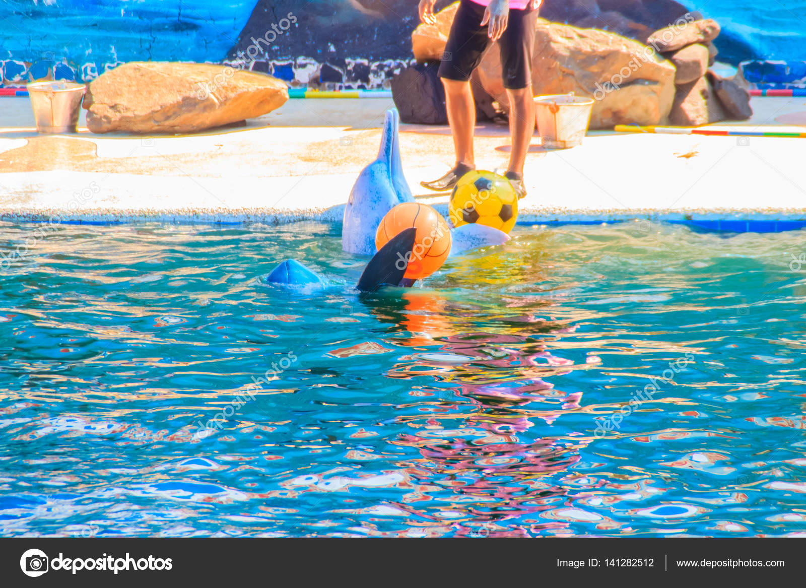 Cute Dolphin Playing Ball Dancing Shows Swimming Pool — Stock Editorial ...