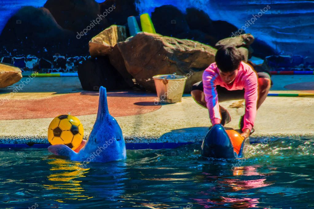 Lindo delfín está jugando a la pelota y bailando espectáculos en la ...