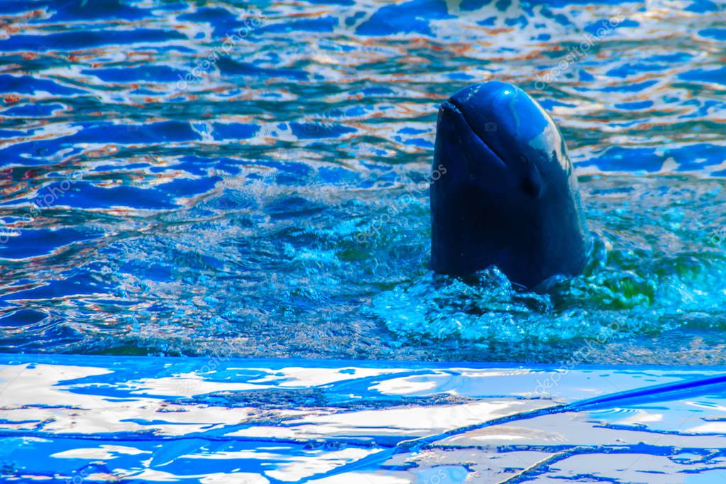 Lindo Delfín Irrawaddy Orcaella Brevirostris Está Flotando Agua ...