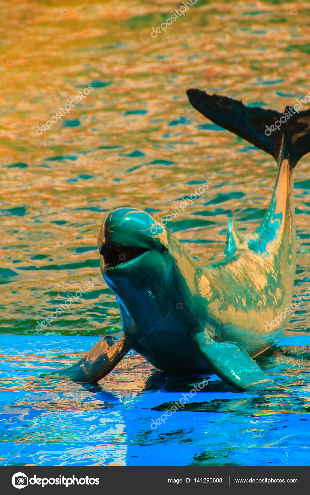 Irrawaddy Dolphin Backgrounds