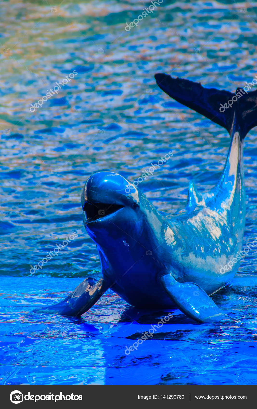 Lindo Delfín Irrawaddy Orcaella Brevirostris Está Flotando Agua ...