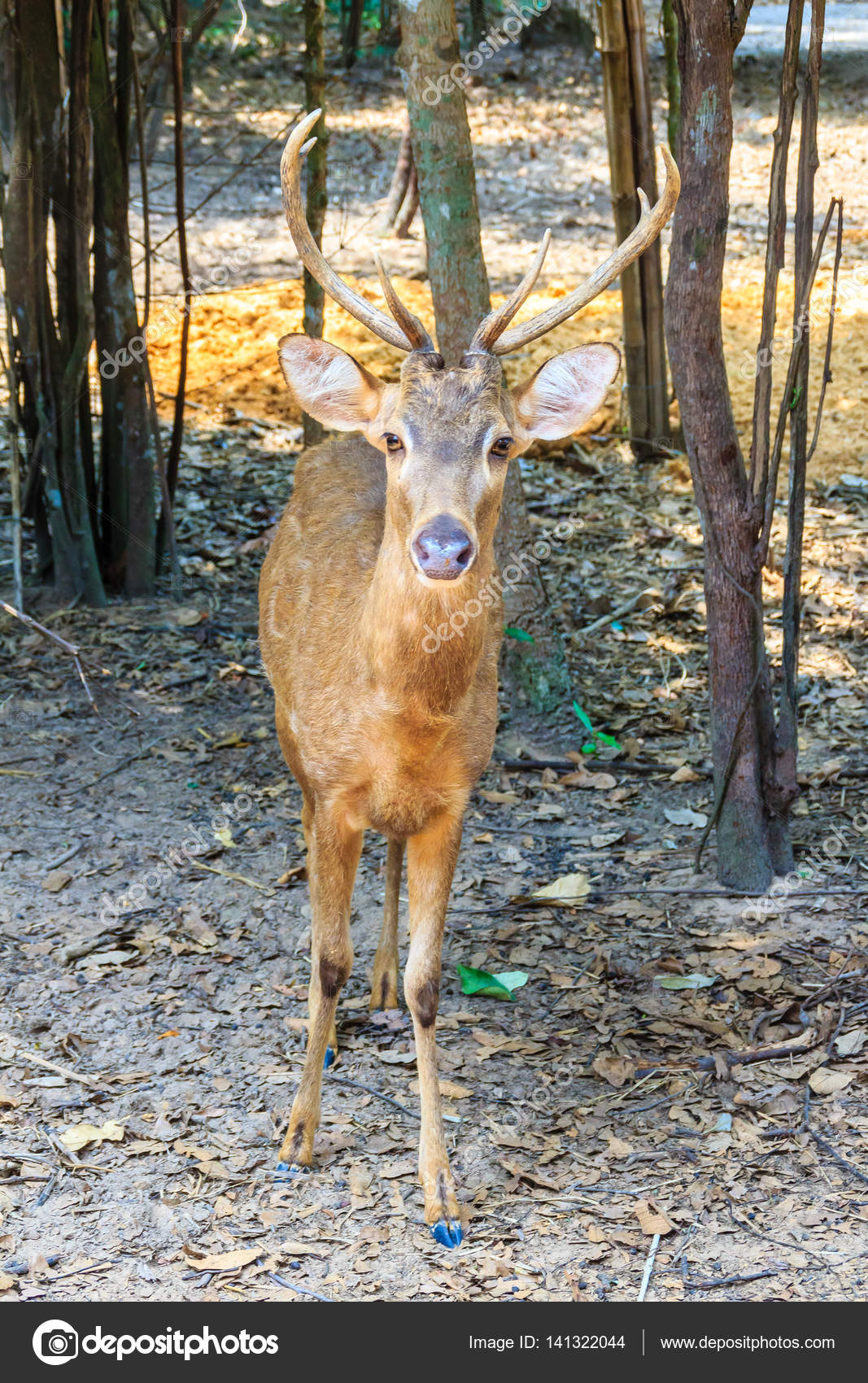 Cute Hog Deer Cervus Porcinus Axis Porcinus Indian Hog Deer — Stock ...