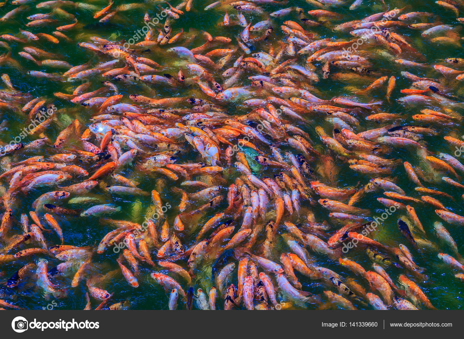 Colorful School Red Orange Perch Red Tilapia Fish Fresh Water — Stock ...