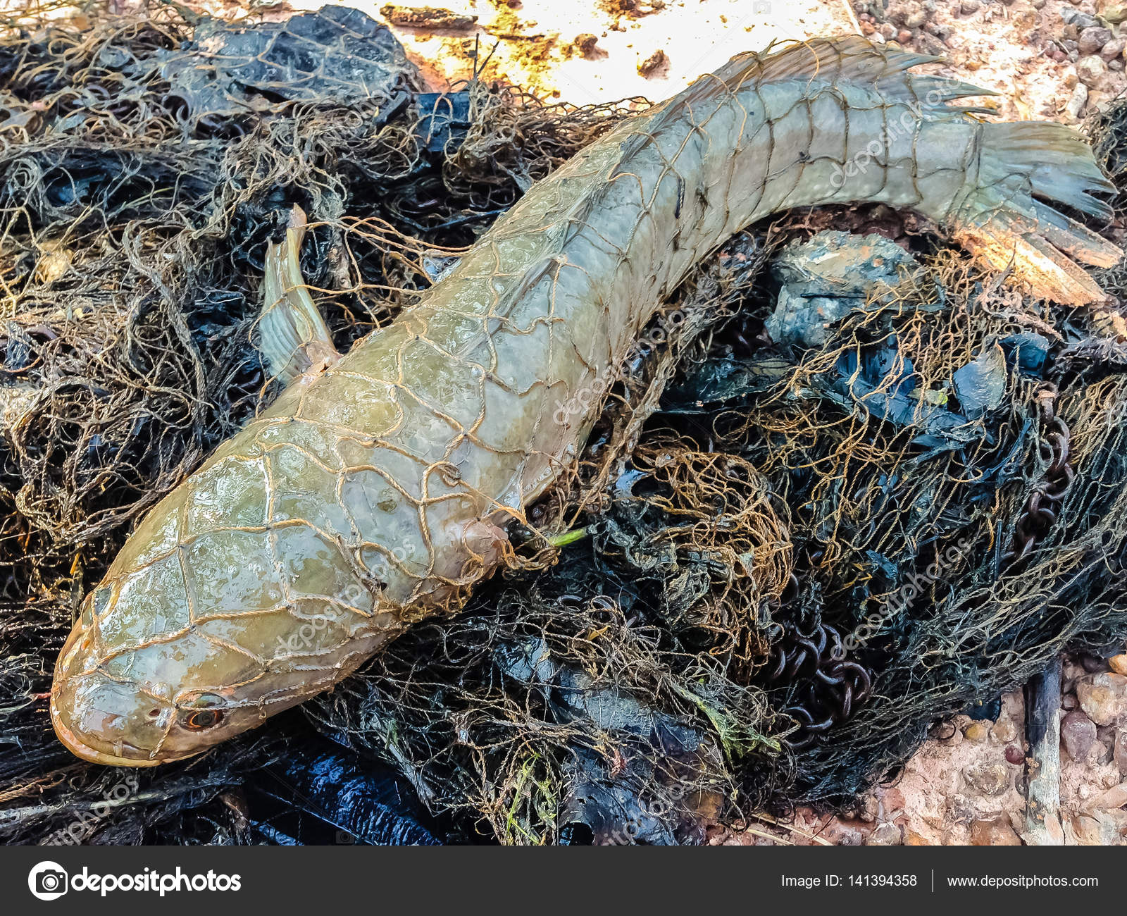 Fish That Looks Like A Snake