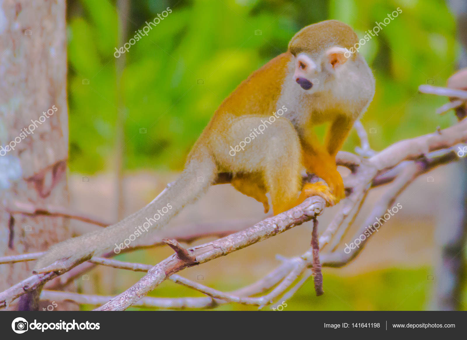 Squirrel Monkey Saimiri Sciurea Small New World Monkey Family Cebidae ...