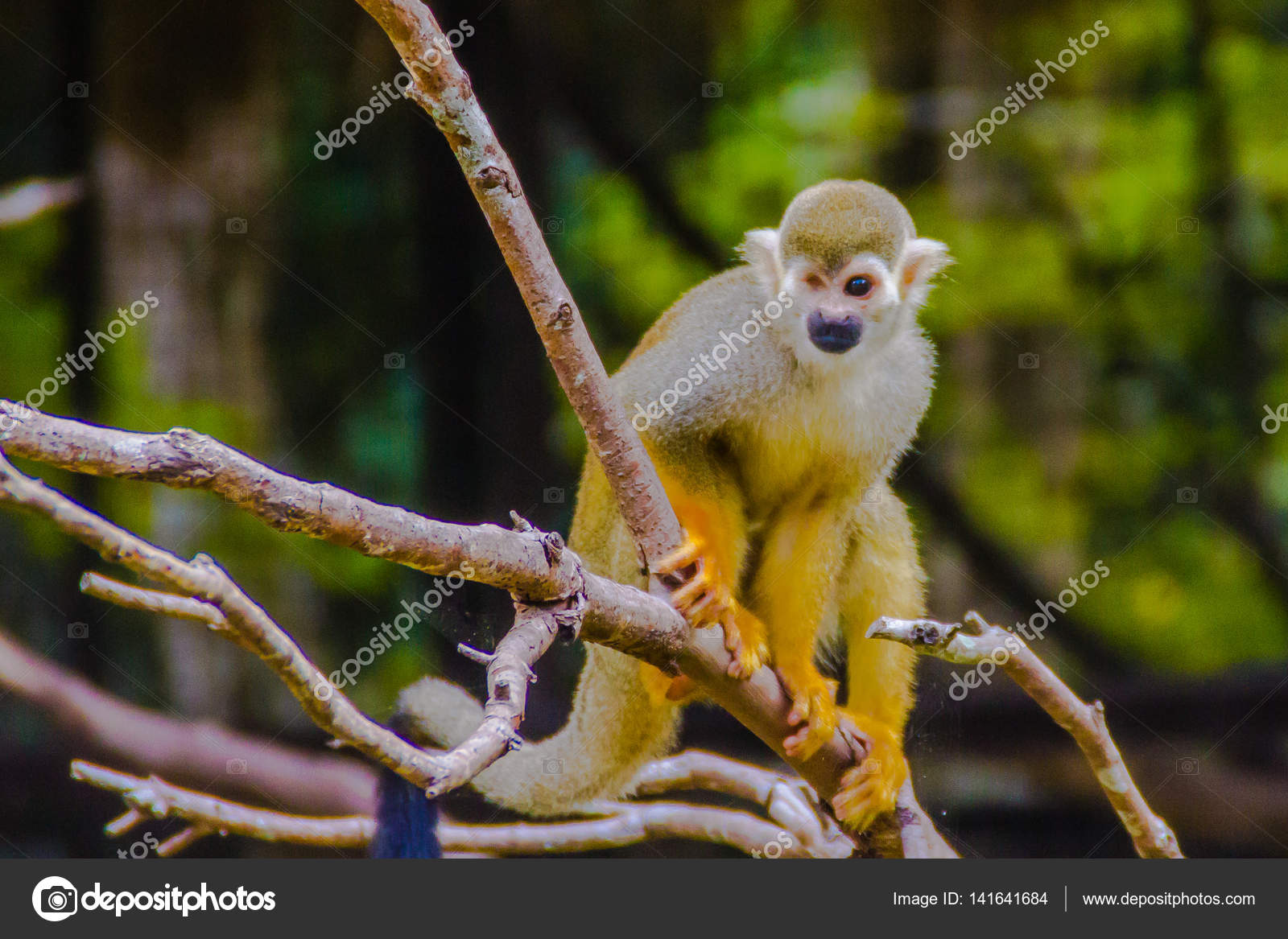 Squirrel Monkey Saimiri Sciurea Small New World Monkey Family Cebidae ...