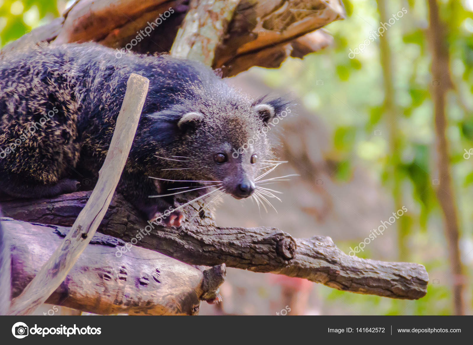 Binturong Arctictis Binturong Also Known Bearcat Viverrid Native South ...