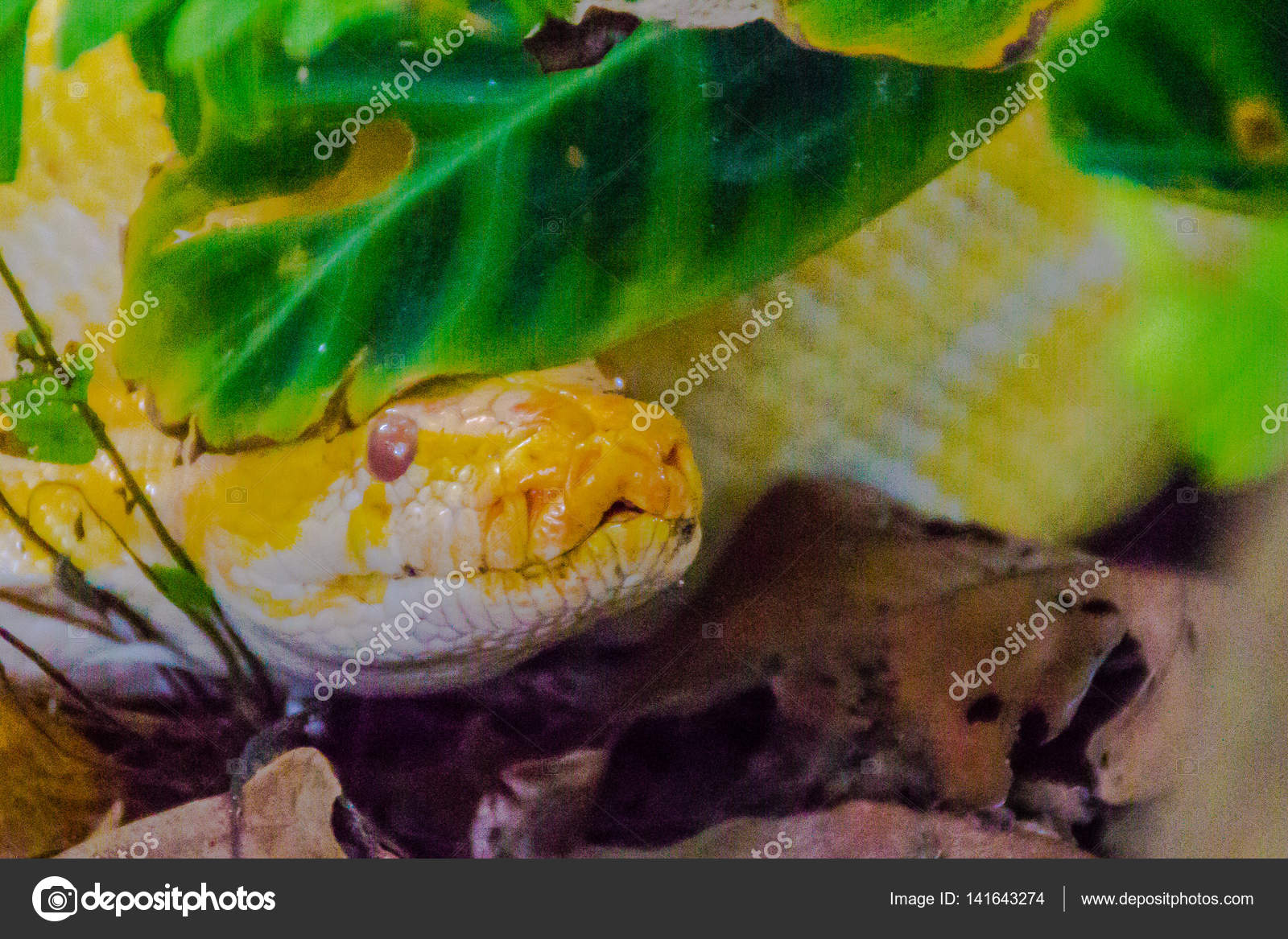 Albino Burmese Python Wiggling Forest Burmese Python Python Bivittatus ...