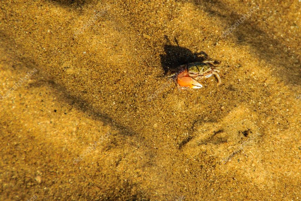 Cerca de Meder 's Mangrove Crab, o Salt March Crab (Sesarma mederi) en ...