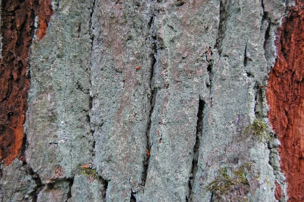 Jagged bark Stock Photos, Royalty Free Jagged bark Images | Depositphotos