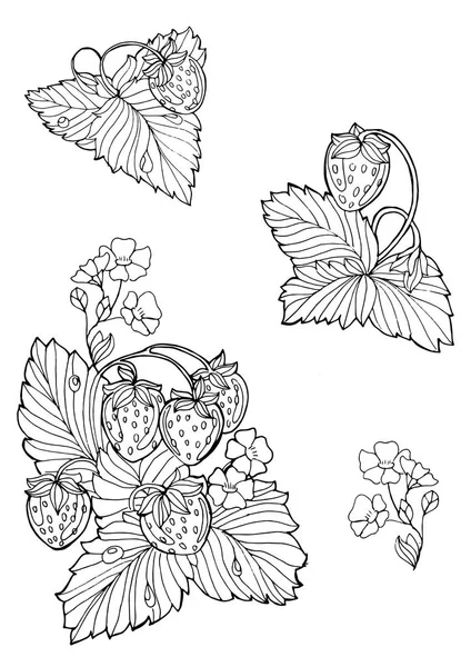Set of outline drawings of strawberries Stock Vector Image by ©SnowKat ...
