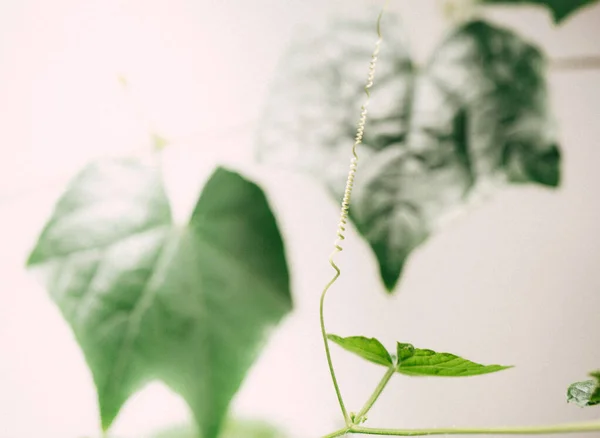 Growing plants at home, bio and ecology concept - Stock Image - Everypixel