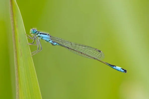 Blue tailed fly Stock Photos, Royalty Free Blue tailed fly Images ...