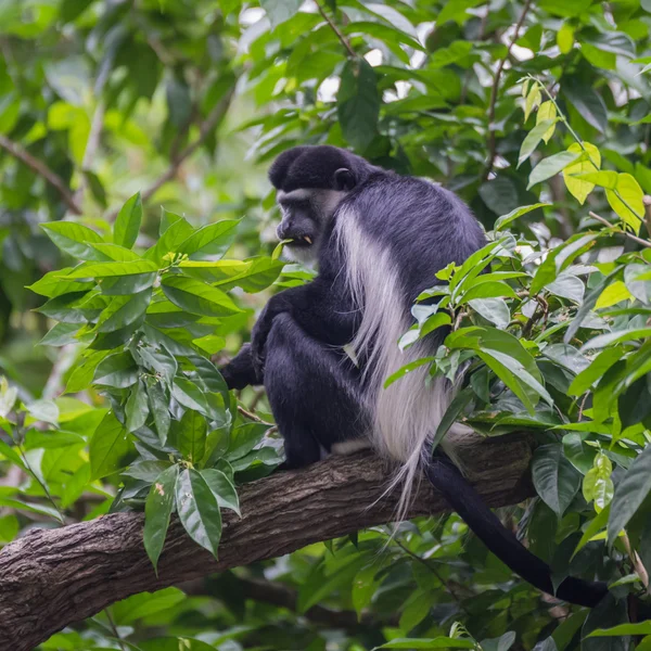 Colobus Stock Photos, Royalty Free Colobus Images | Depositphotos