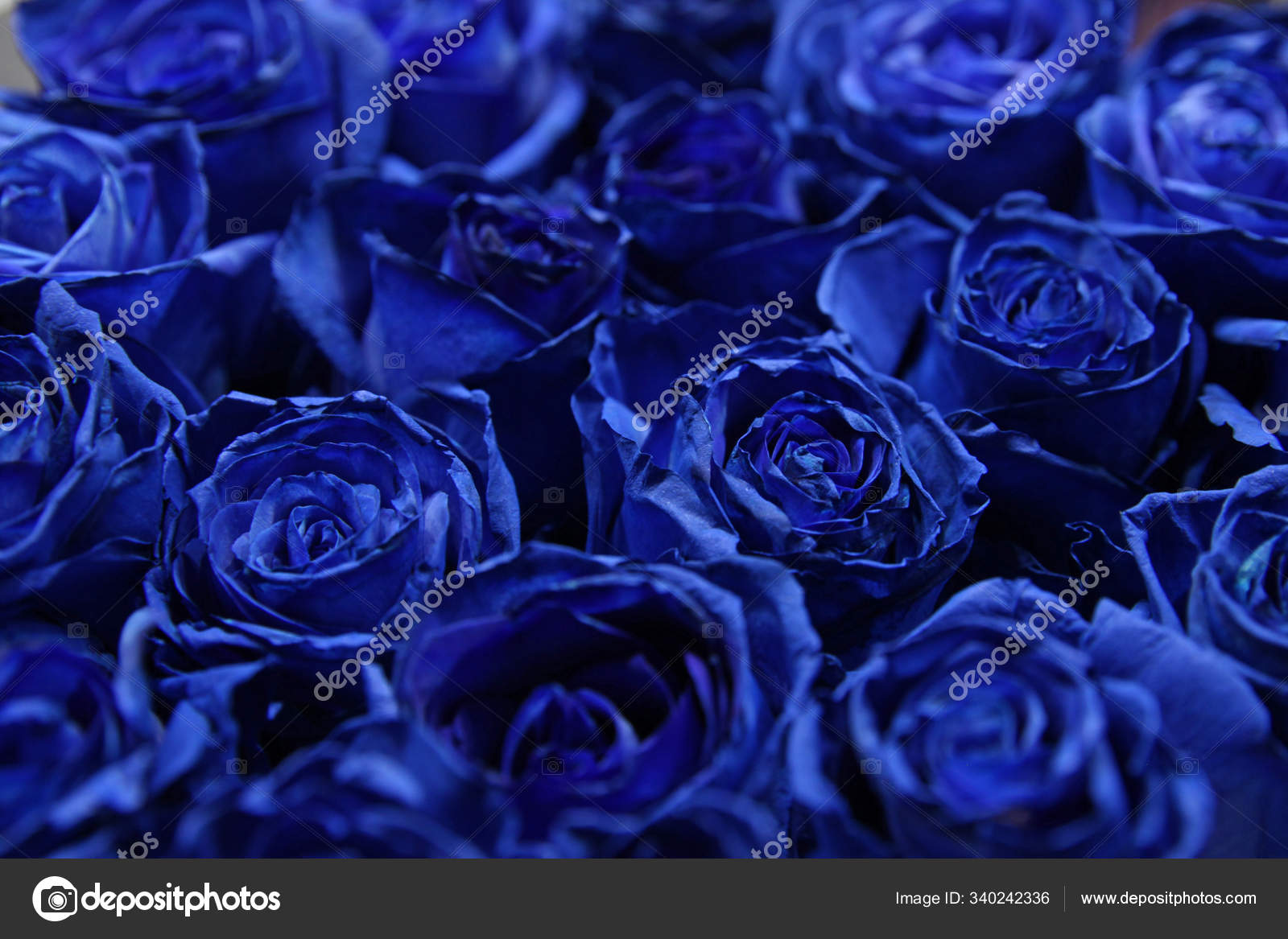 Dark Blue Roses Background