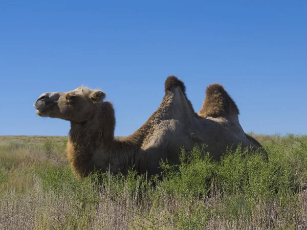 Bactrian camel pyramids Stock Photos, Royalty Free Bactrian camel pyramids Images | Depositphotos