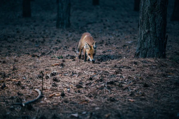 A hunter in the forest Stock Photos, Royalty Free A hunter in the ...