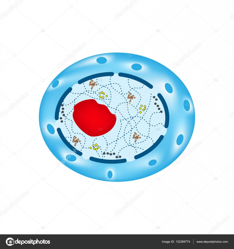 The structure of the human cell nucleus. Infographics. Vector ...